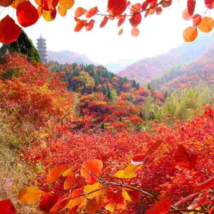 Jinan Travel Guide _ Jinan Travel Tip _ Jinan Tourist Information - CITS